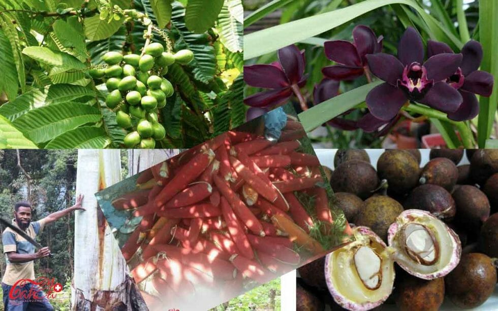 Tumbuhan Khas Papua Cukup Langka yang Banyak Manfaat Bagi Tubuh